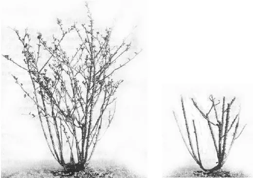 Pruning Roses Instructions: Climbers, Ramblers, Tea Bush, China, Rugosa ...